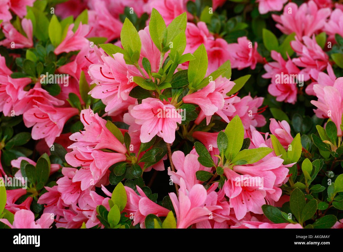 Rhododendron kirin hi-res stock photography and images - Alamy
