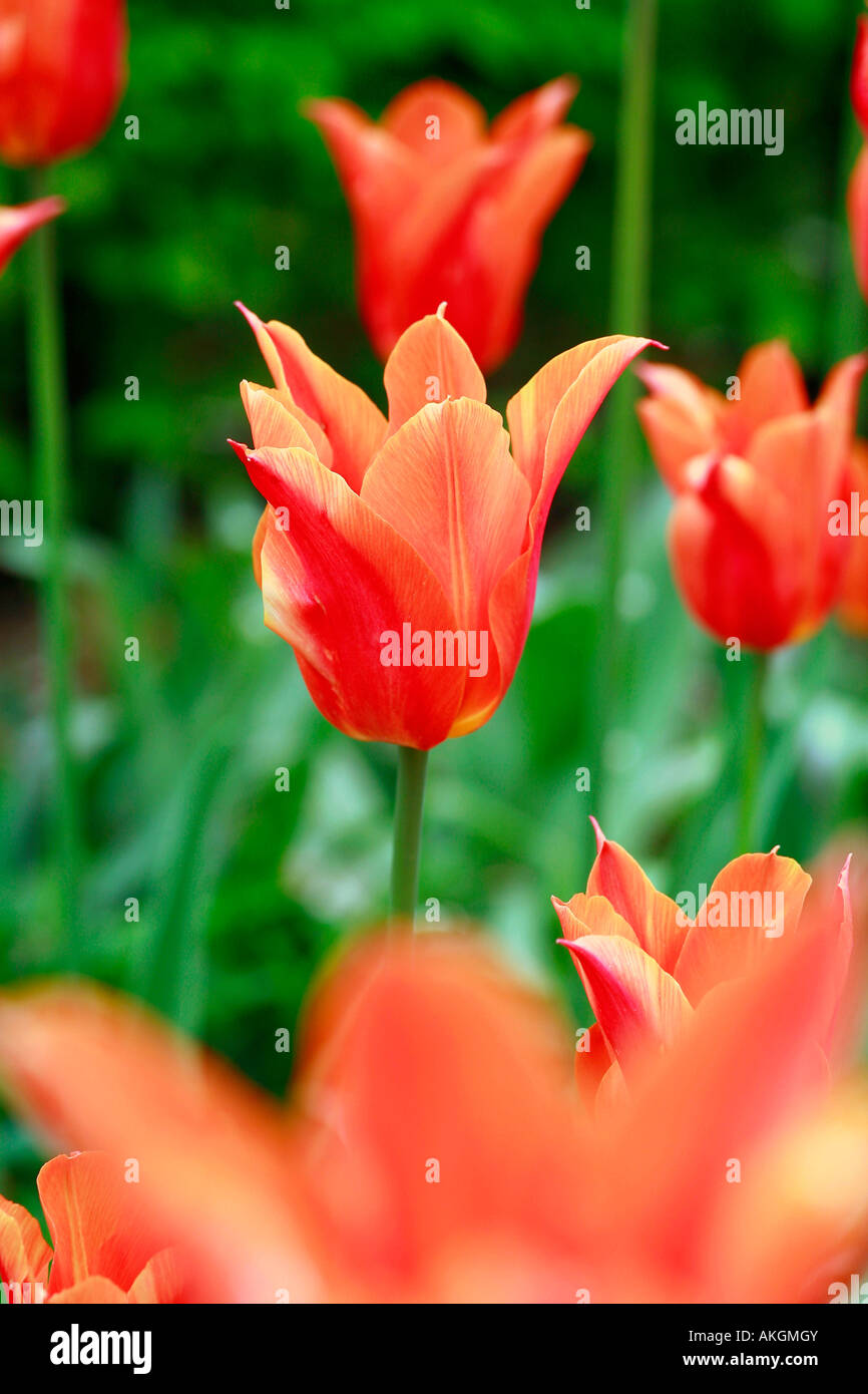Lily-flowered tulip "Ballerina Stock Photo - Alamy