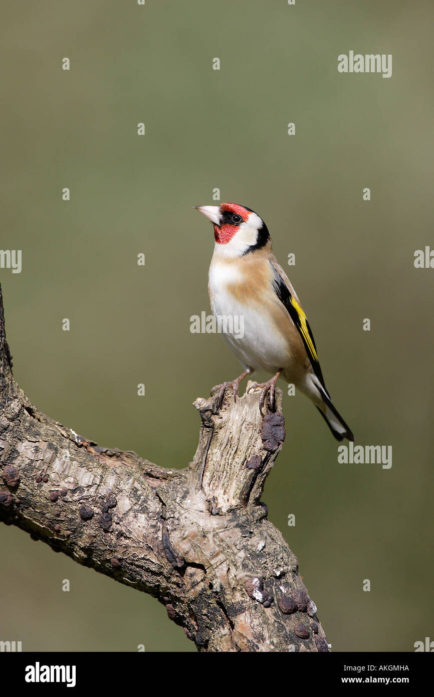 Adult Goldfinch on Ash branch in the Forest of Dean Stock Photo - Alamy