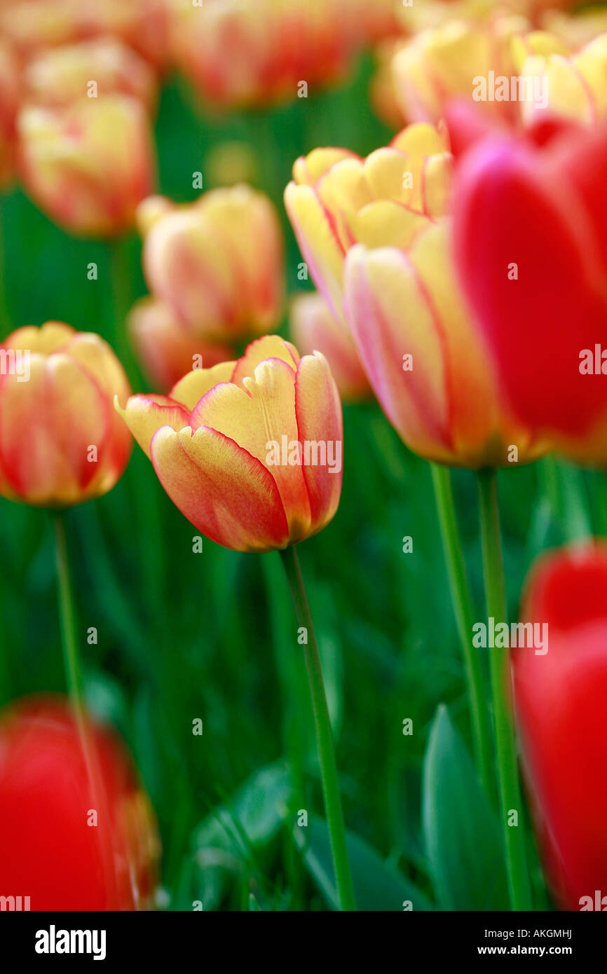 Darwin tulip "Springfield Stock Photo - Alamy