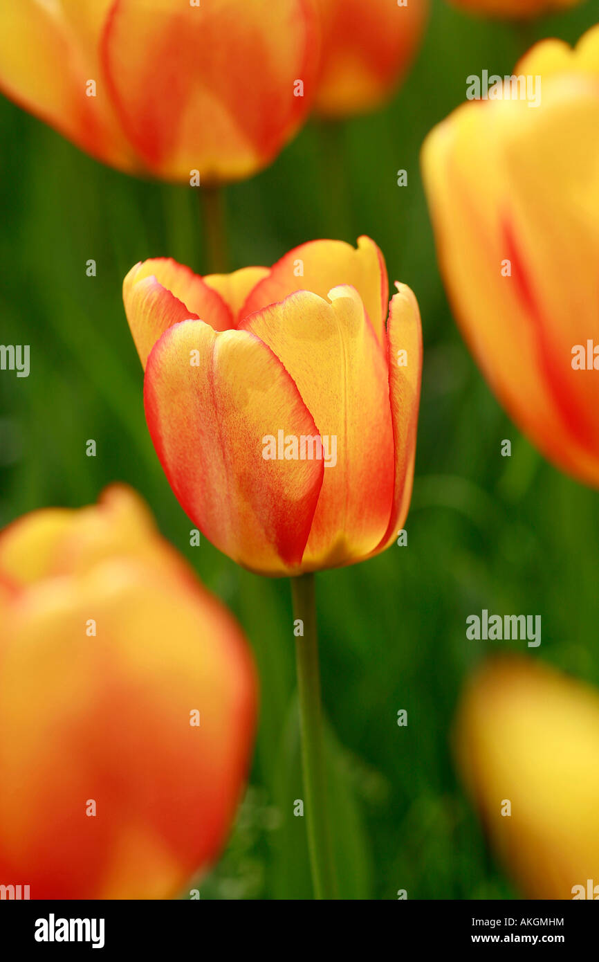 Darwin tulip "Springfield Stock Photo - Alamy