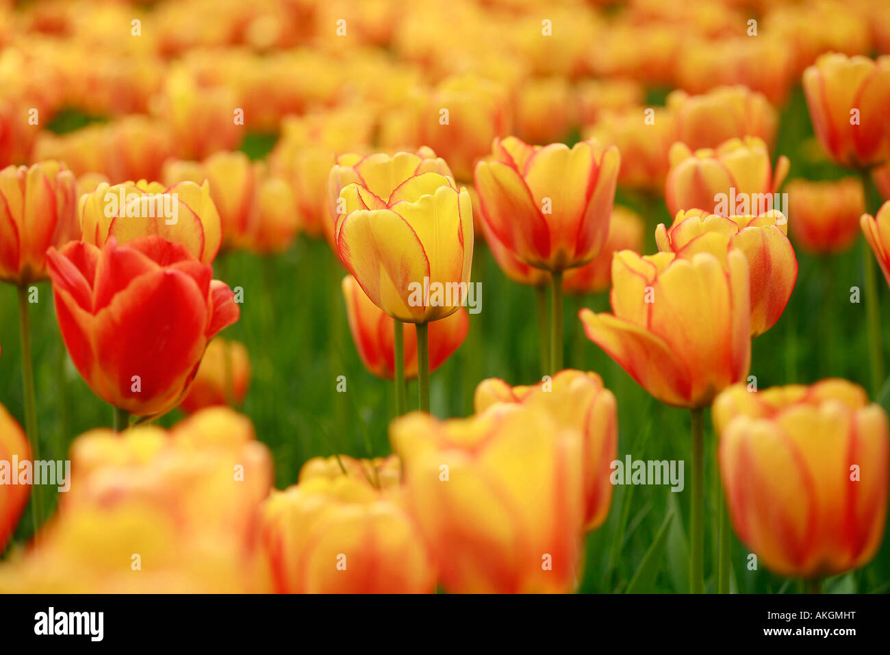 Darwin tulip "Springfield Stock Photo - Alamy