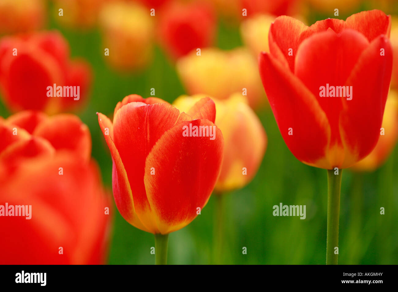 Darwin tulip "Vivex Stock Photo - Alamy