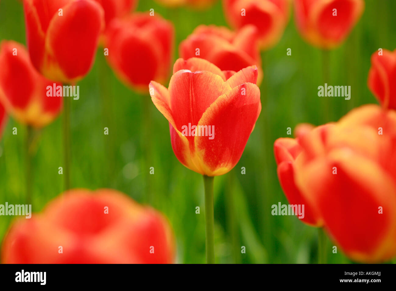 Vivex hi-res stock photography and images - Alamy