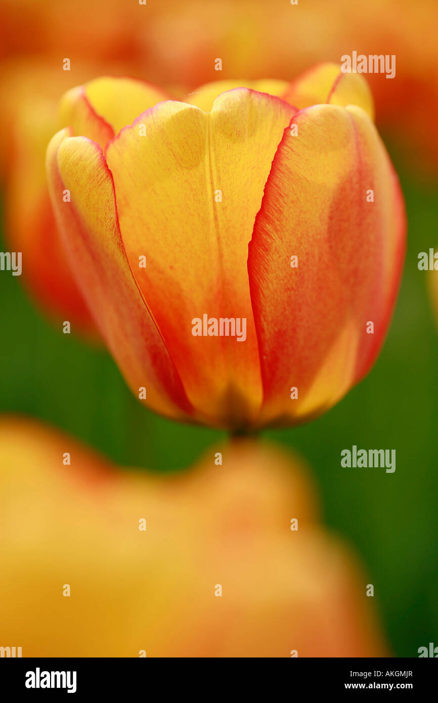 Darwin tulip "Springfield Stock Photo - Alamy