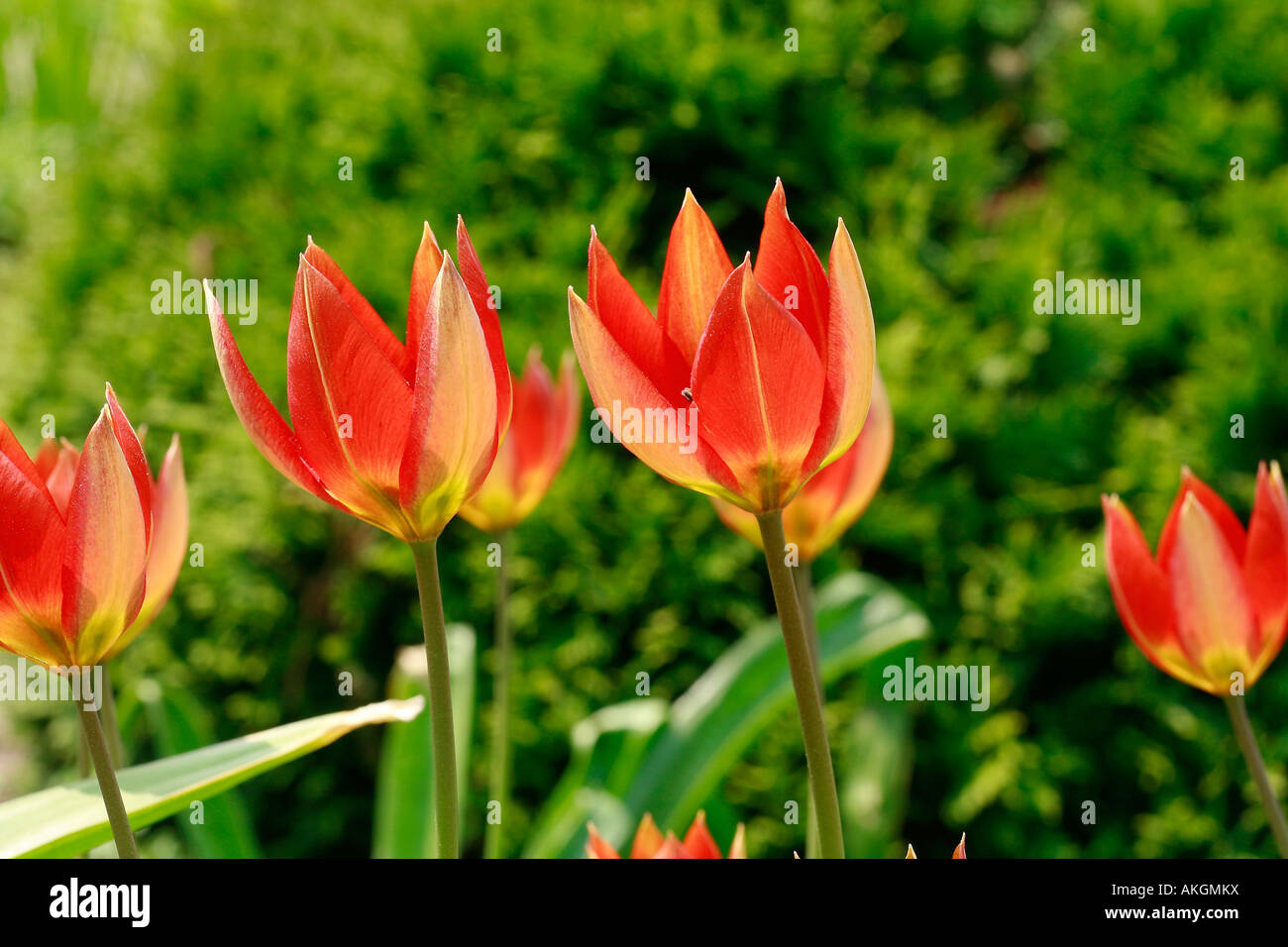 Orphanidea hi-res stock photography and images - Alamy