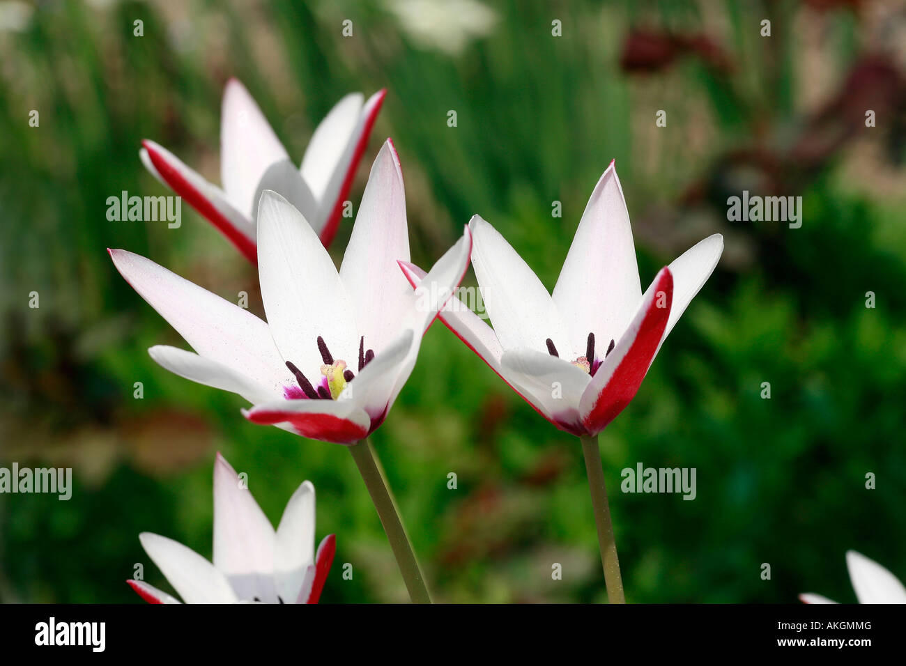Tulipa Clusiana High Resolution Stock Photography and Images - Alamy