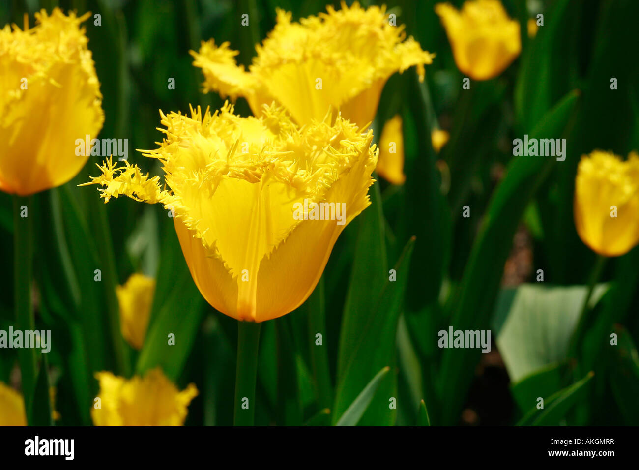 Fringed tulips "Hamilton Stock Photo - Alamy