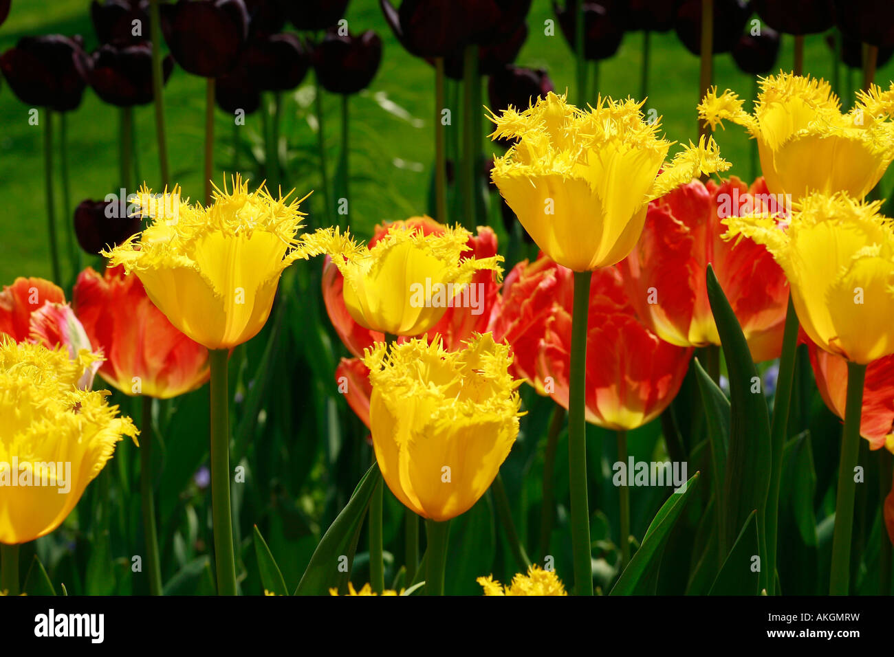 Fringed tulips hi-res stock photography and images - Alamy