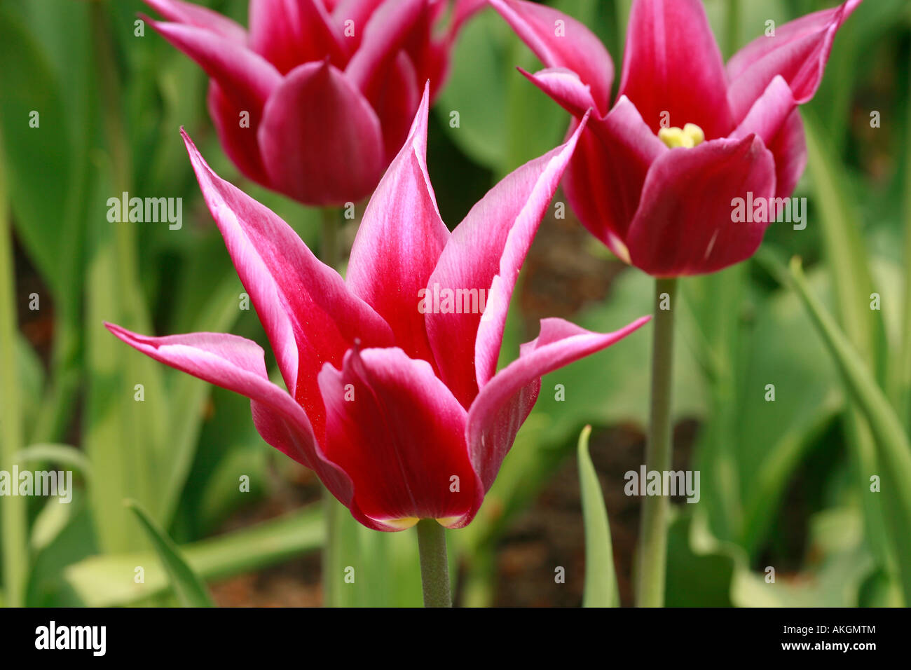 Maytime hi-res stock photography and images - Alamy