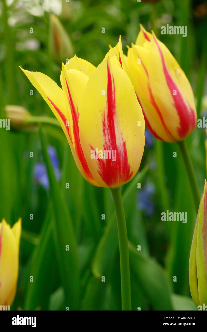 Lily-flowered tulips "Mona Lisa Stock Photo - Alamy