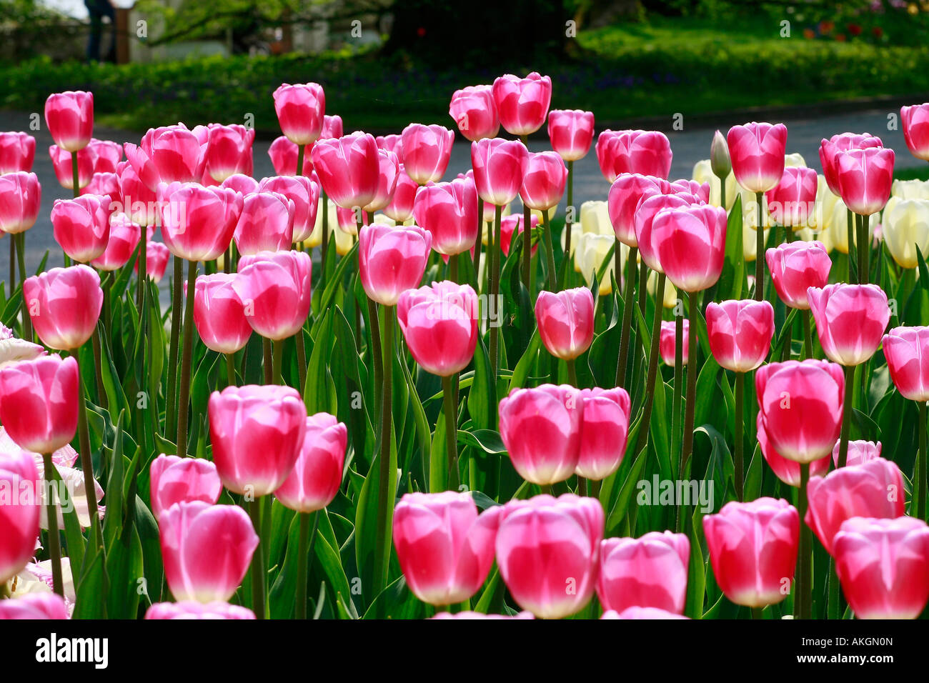 Single late tulip hi-res stock photography and images - Alamy