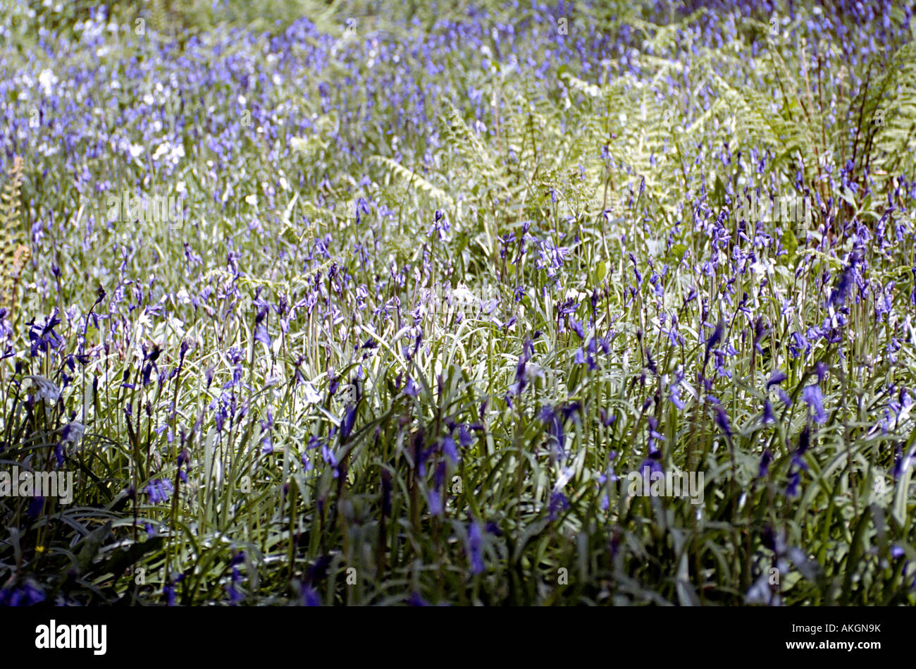 Bluebell woodland wallpaper hi-res stock photography and images - Alamy