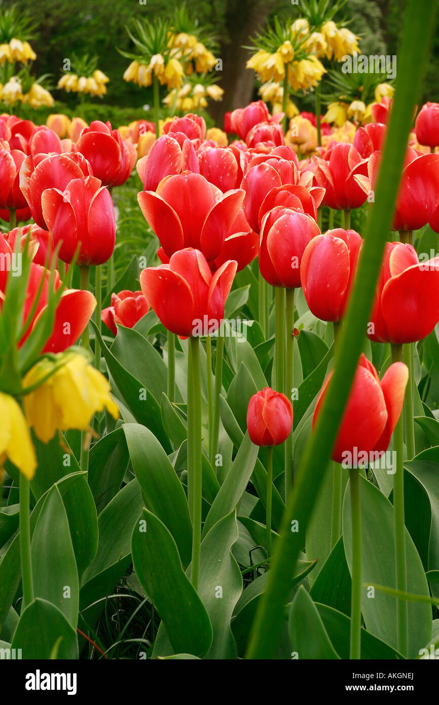 Darwin tulips "Vivex Stock Photo - Alamy