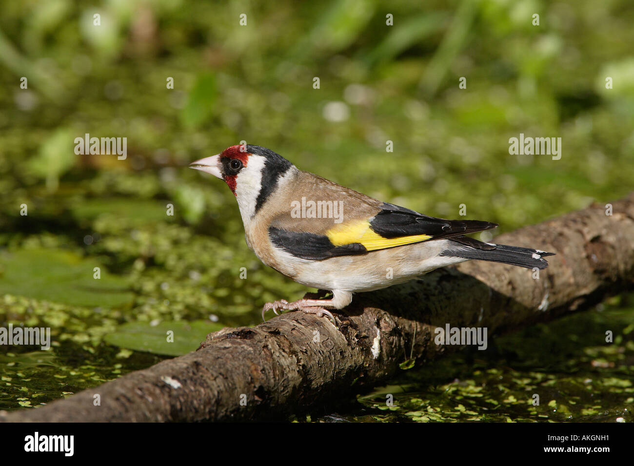 Adult Goldfinch at a garden pond in the Forest of Dean Stock Photo - Alamy