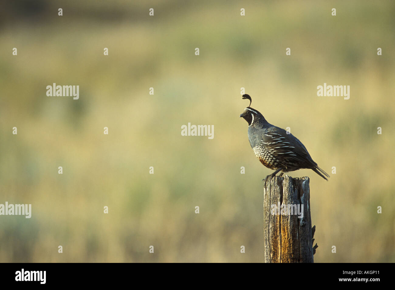 California Quail sitting on fence post Winthrop Wildlife Area Methow ...