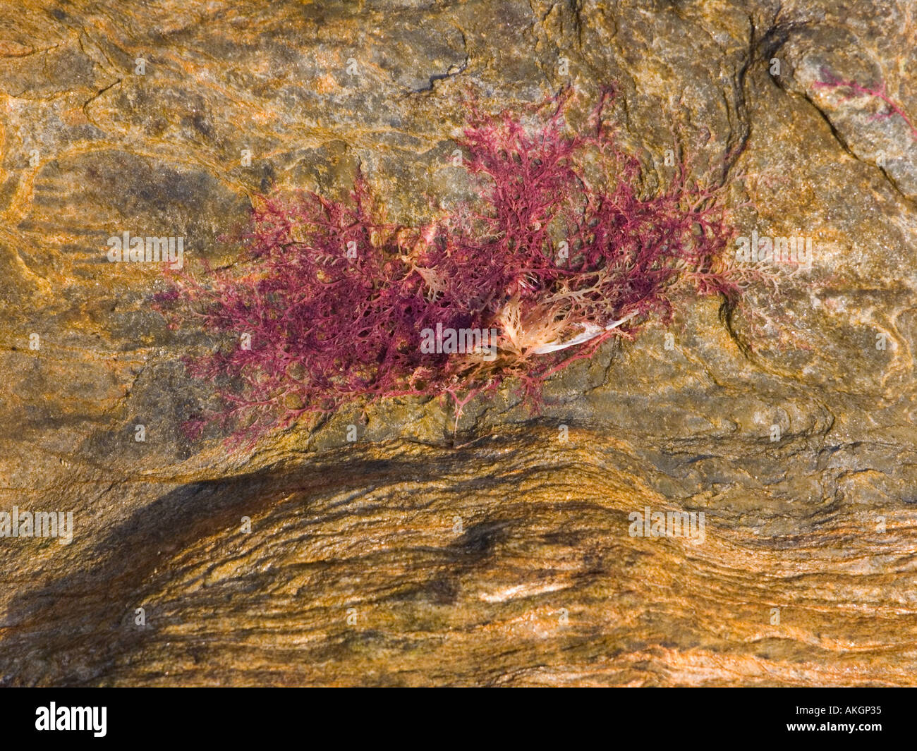 Red Algae On Rocks