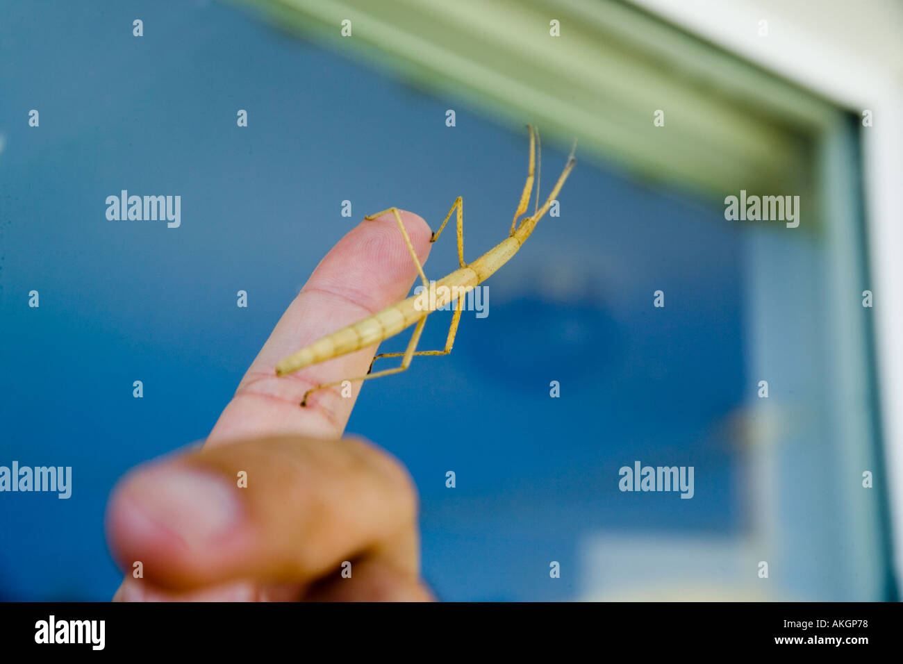 boy looking at stick bug insect Stock Photo - Alamy