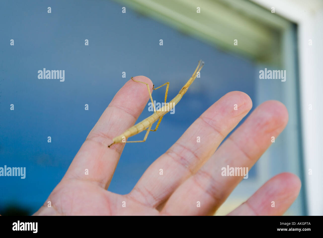 boy looking at stick bug insect Stock Photo - Alamy