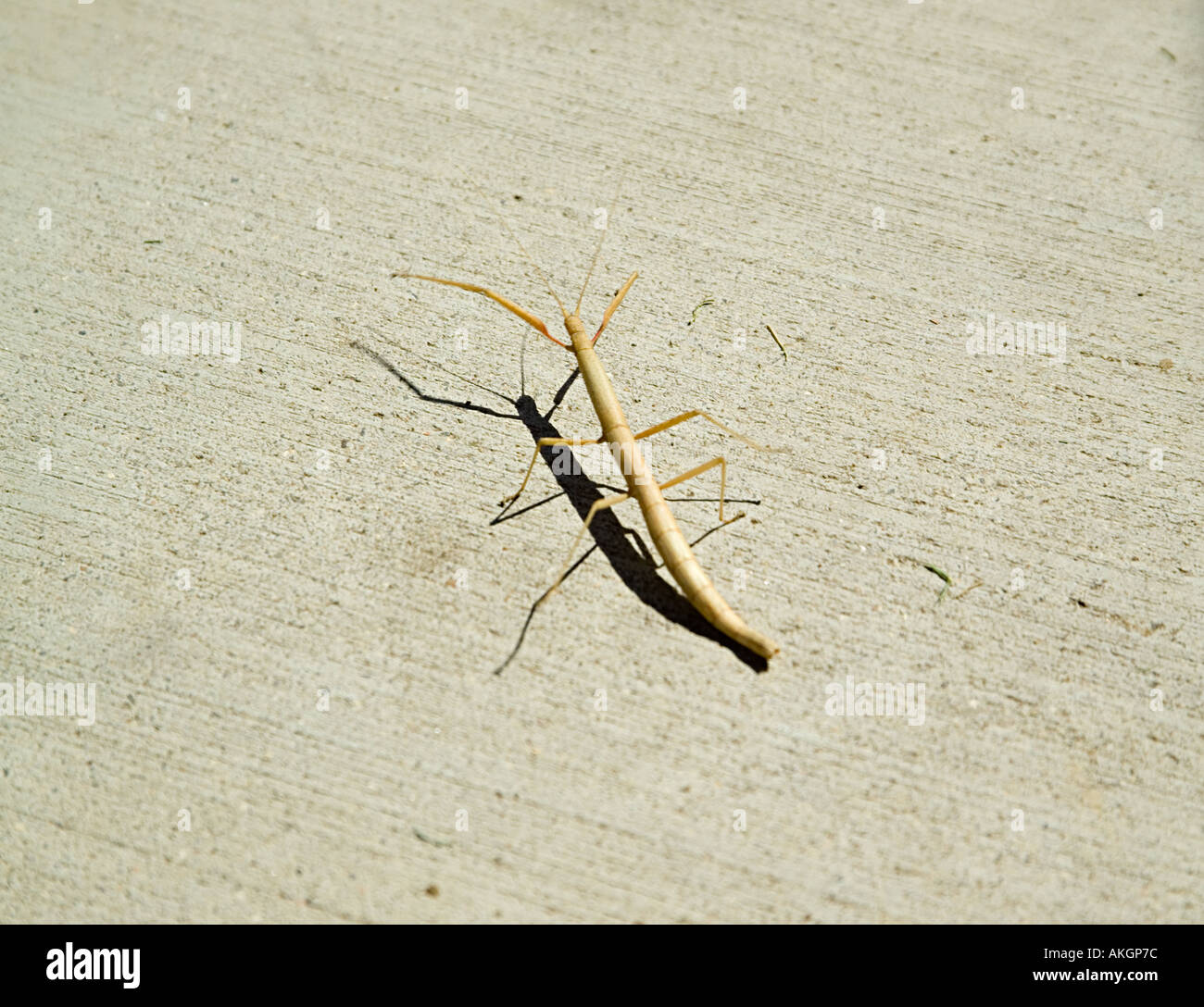 stick bub insect brown grass Stock Photo - Alamy