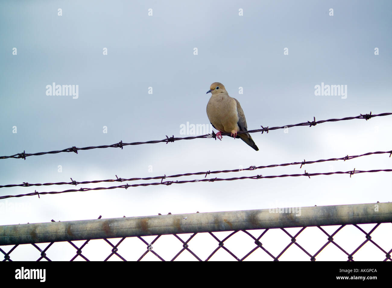 Dove barbed wire hi-res stock photography and images - Alamy