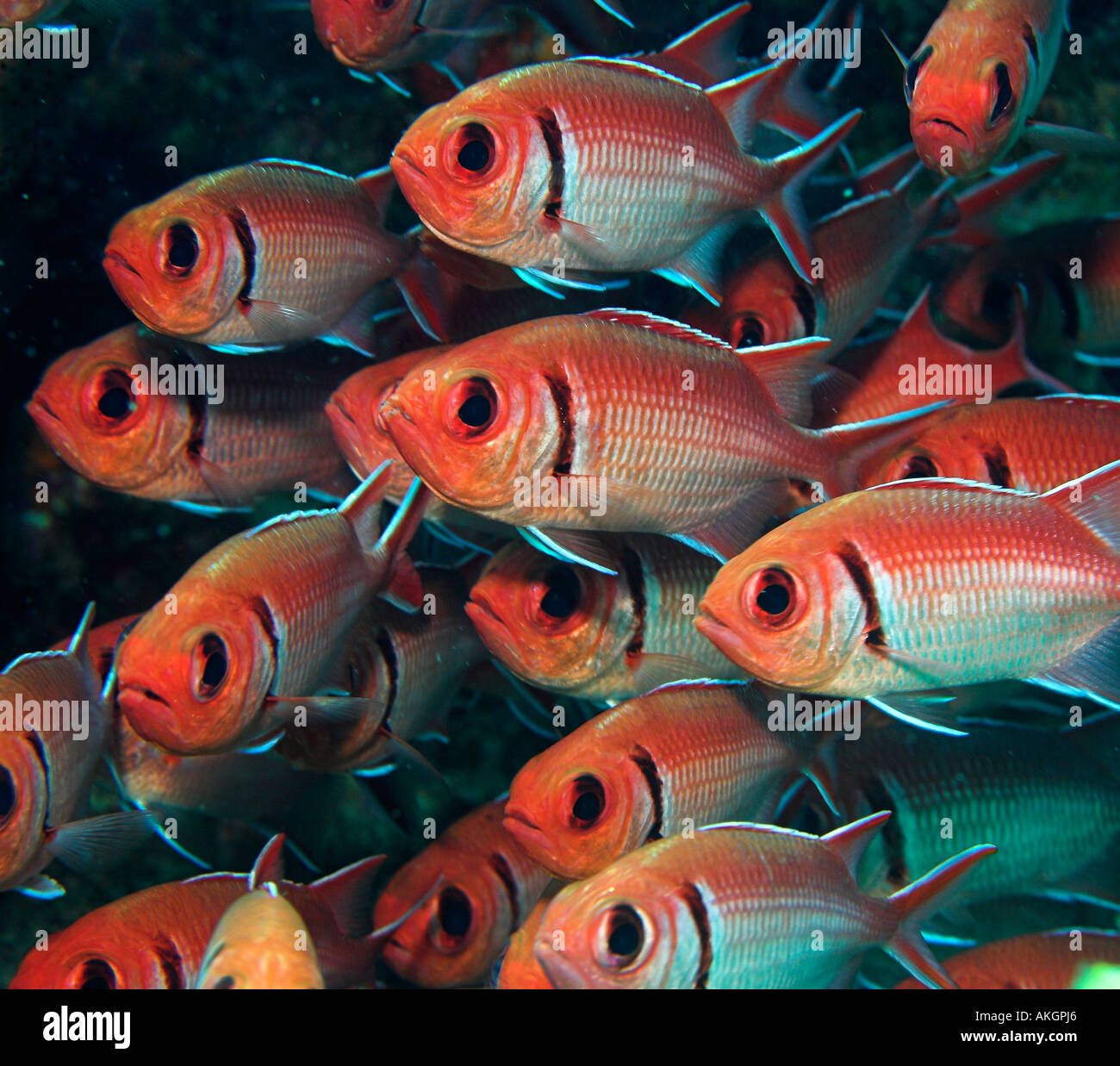 Blackbar Soldierfish