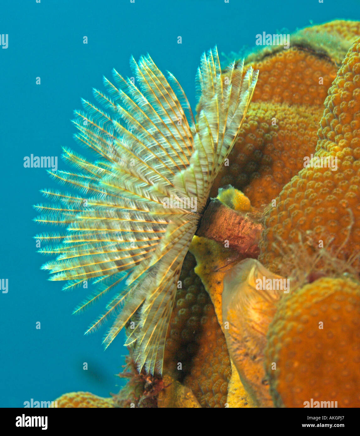 Magnificent tube worm hi-res stock photography and images - Alamy