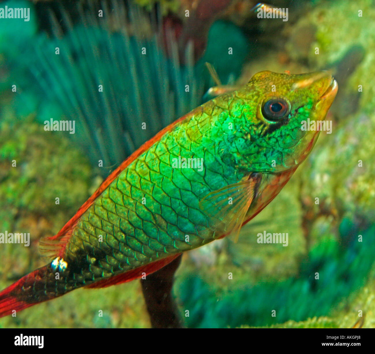 Dominica parrot hi-res stock photography and images - Alamy