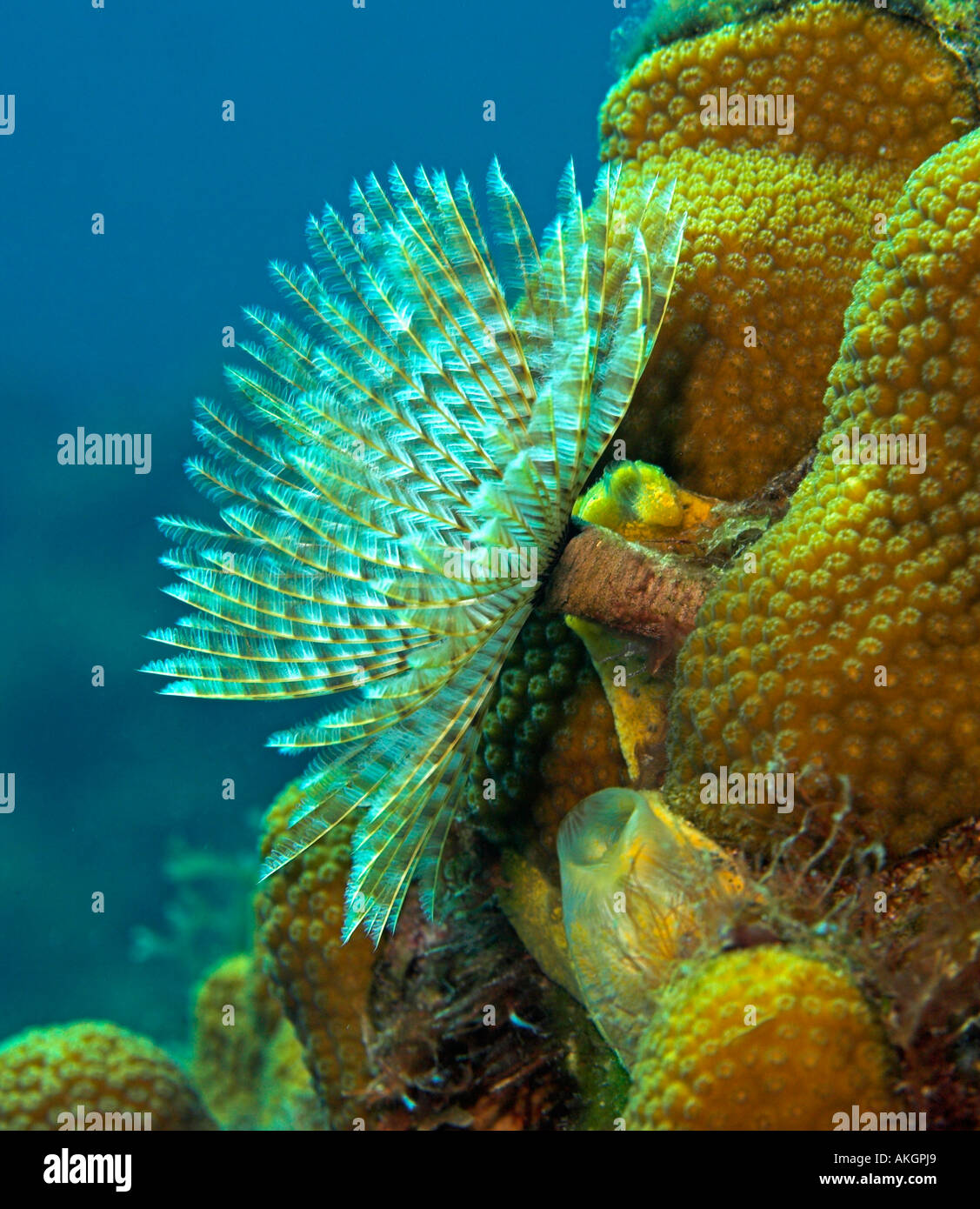 Magnificent tube worm hi-res stock photography and images - Alamy