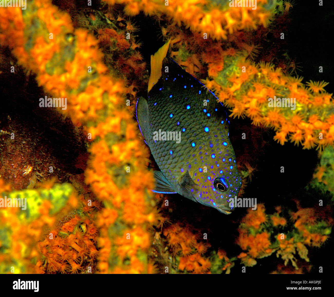 Young Angle fish Stock Photo - Alamy