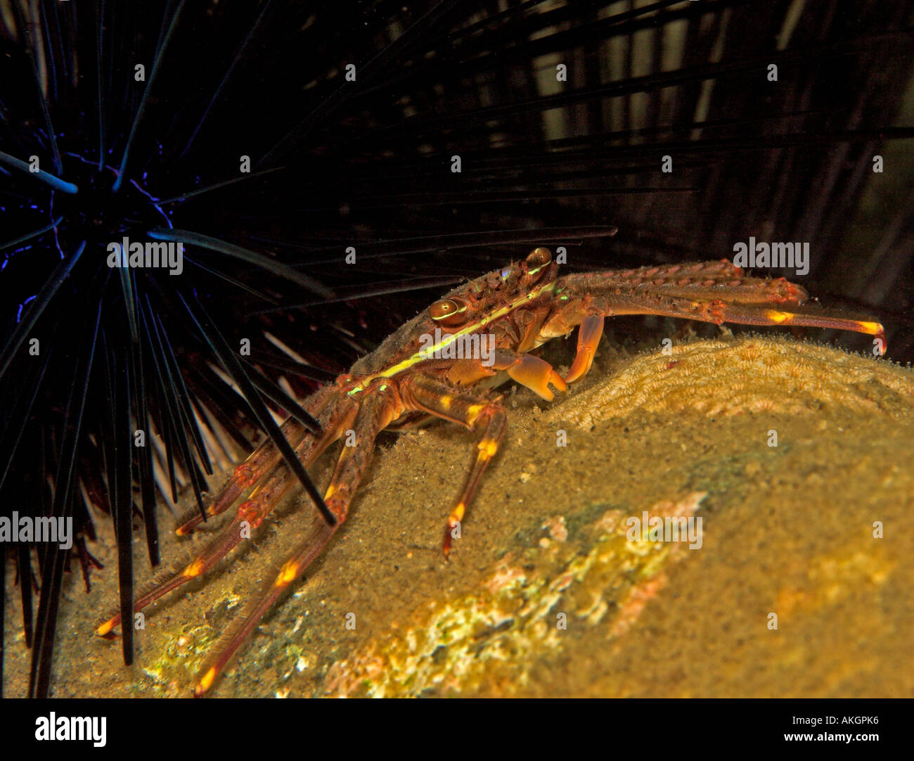 Coral reef crab hiding hi-res stock photography and images - Alamy
