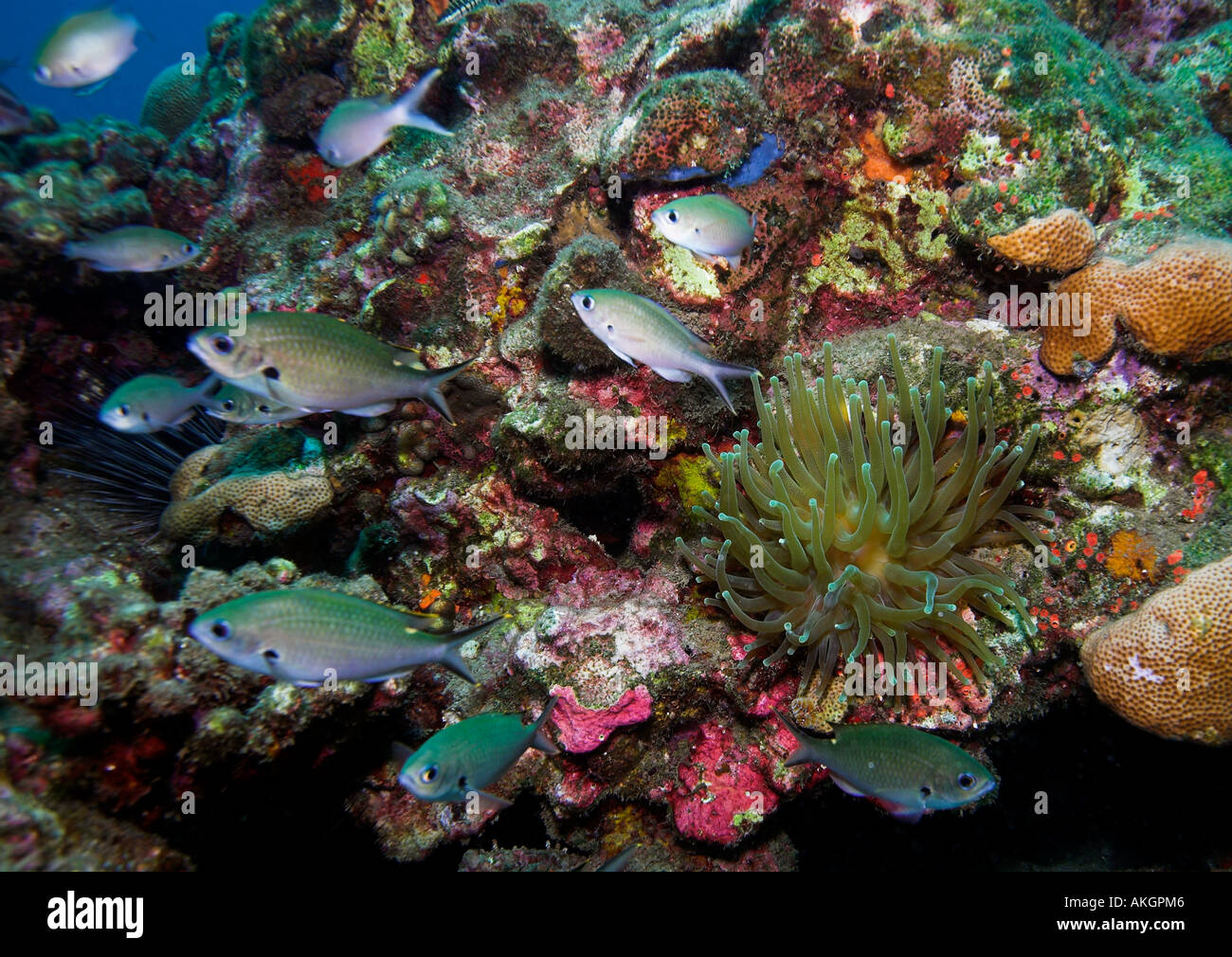 Coral reef community Stock Photo - Alamy