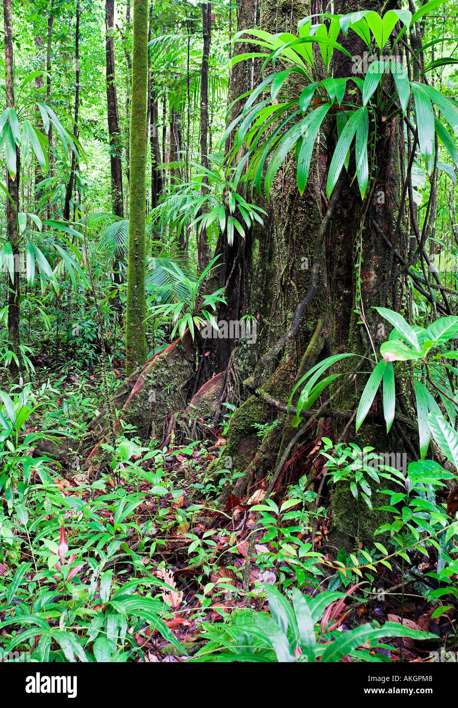 View into Rain forest Stock Photo - Alamy