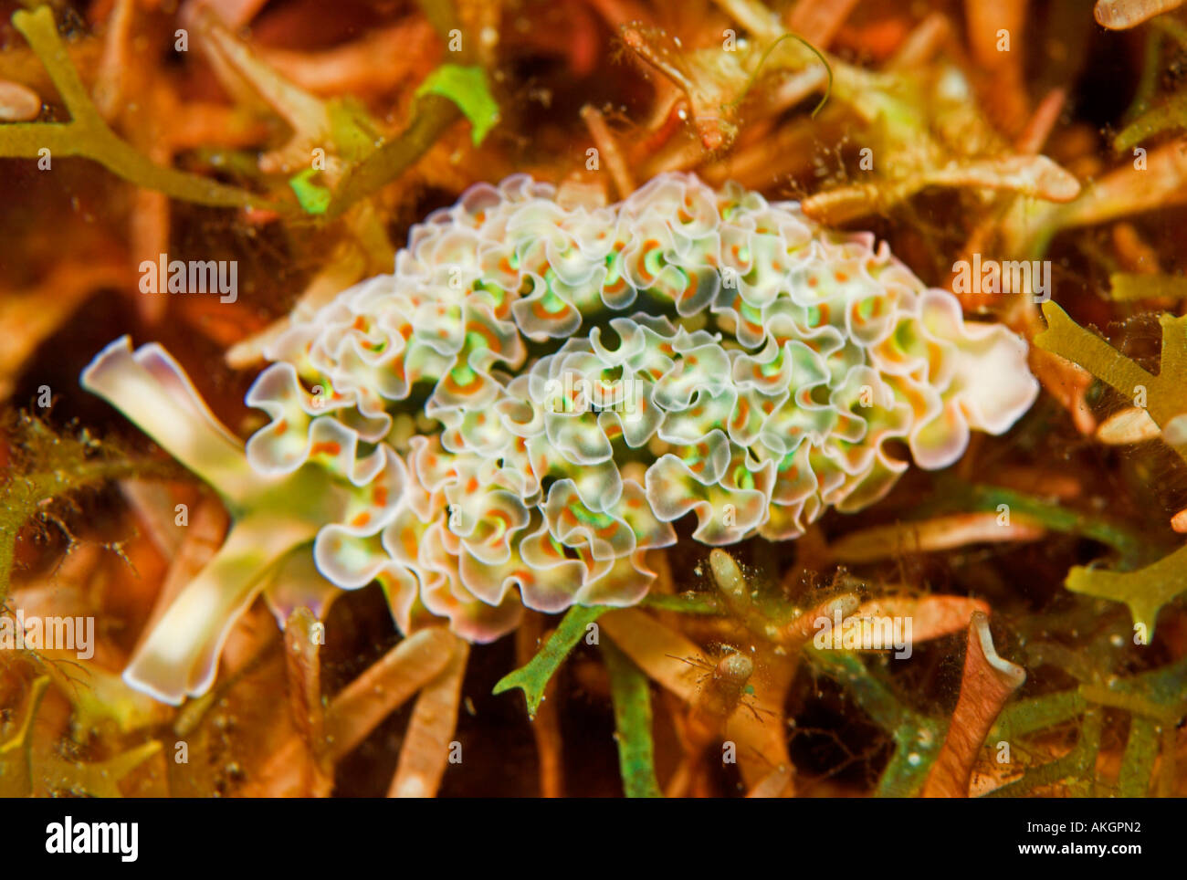 Leaf slug underwater hi-res stock photography and images - Alamy
