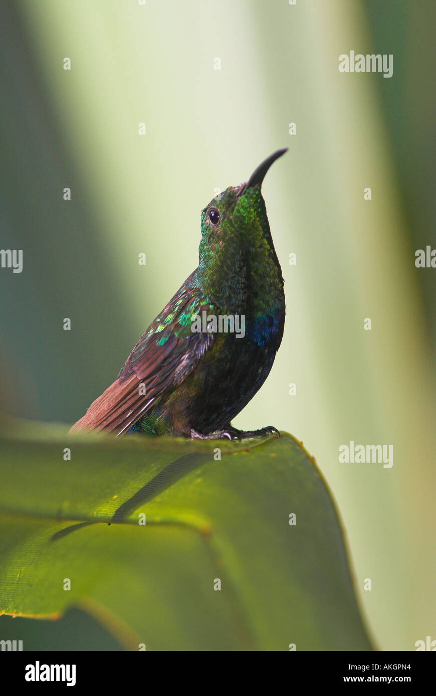 blue tailed hummingbird Stock Photo - Alamy