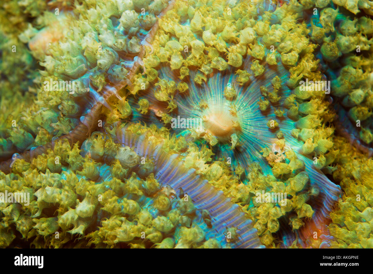 Corallimorphs hi-res stock photography and images - Alamy