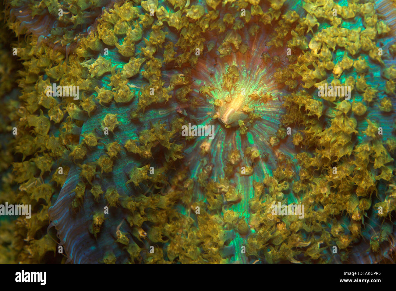 Corallimorph coral hi-res stock photography and images - Alamy