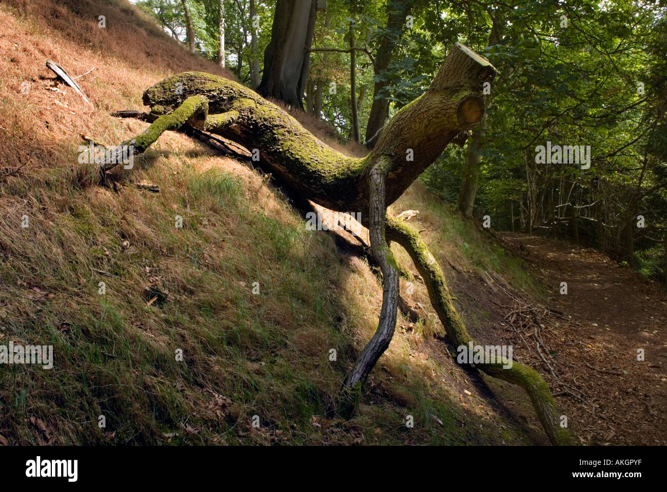 'Tree monster' or fallen tree, Bridges, Shropshire,UK Stock Photo - Alamy