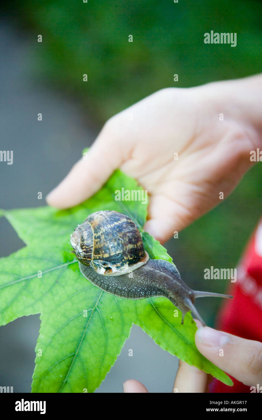 child playing with snail Stock Photo - Alamy