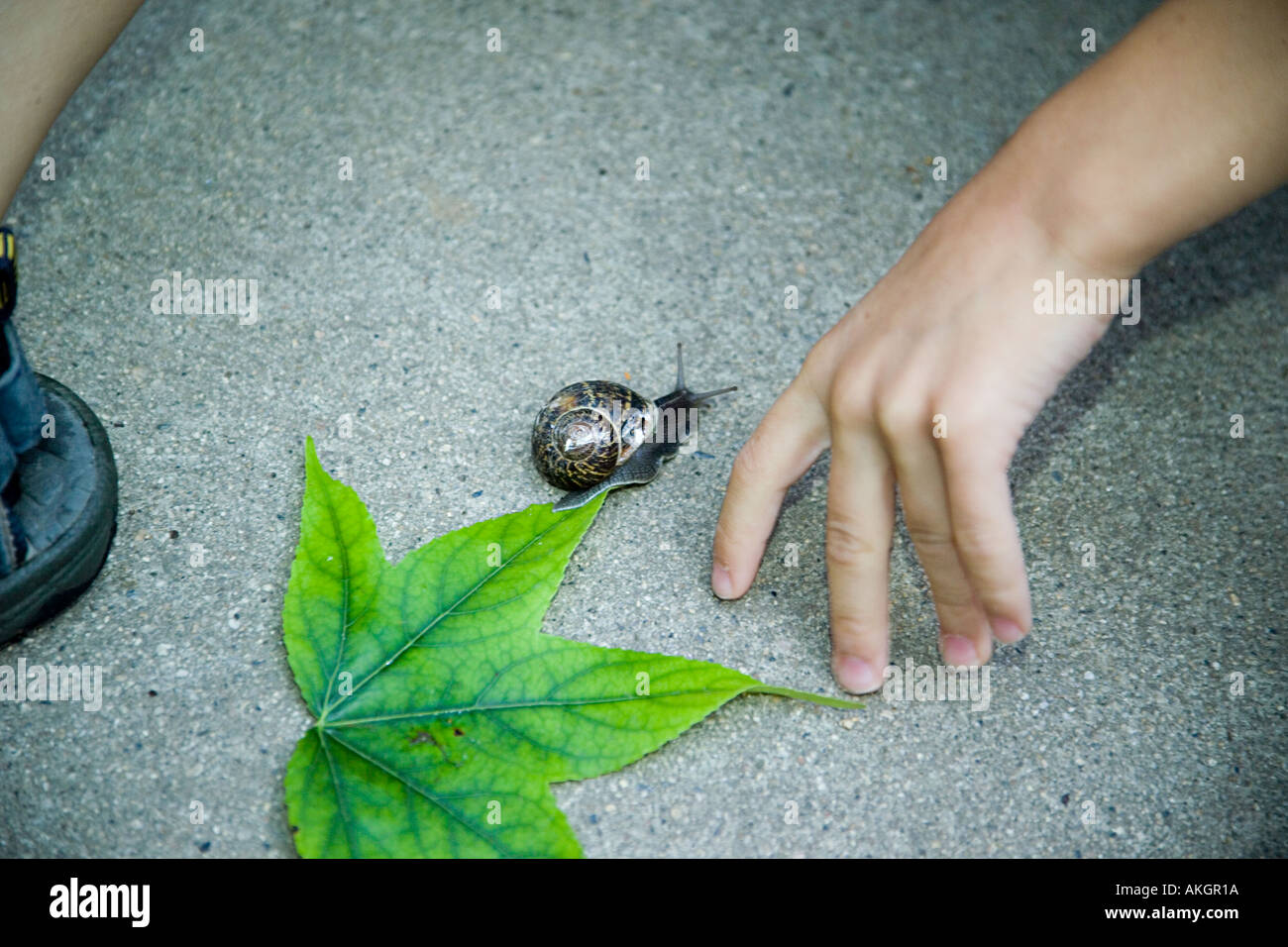 child playing with snail Stock Photo - Alamy