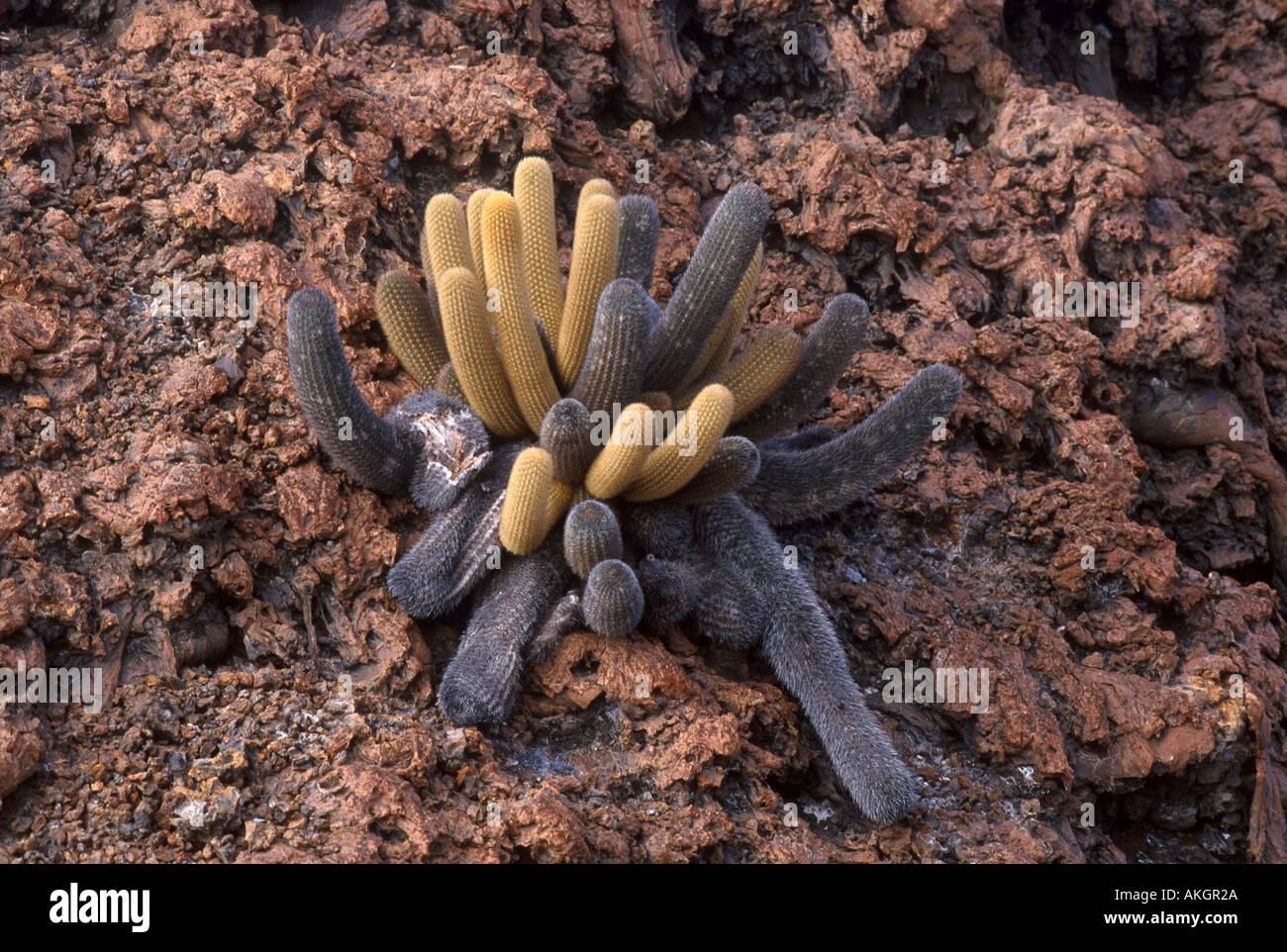 Lava Cactus Brachycereus nesioticus Bartolome Island Galapagos Stock ...