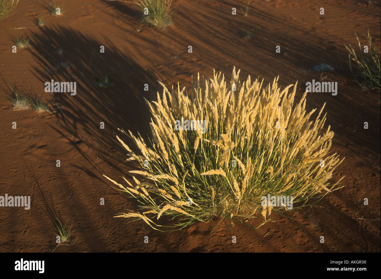 Desert Vegetation Typical grass growth after spring rains Namib Desert ...