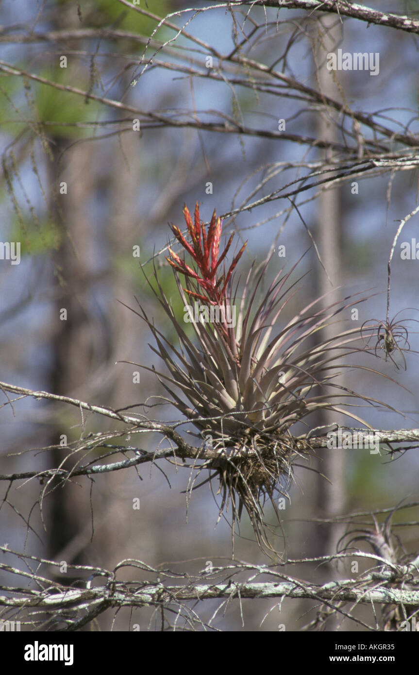 Air Plant Epiphyte Guzmania monostachia Growing on branch Big Cypress ...