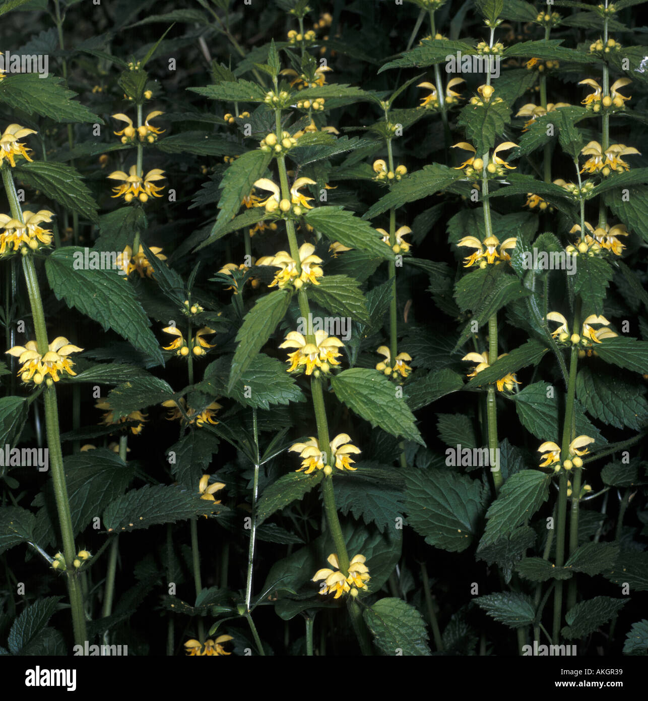 Yellow Archangel Lamiastrum galeobdolon Close up of flowers on plant ...