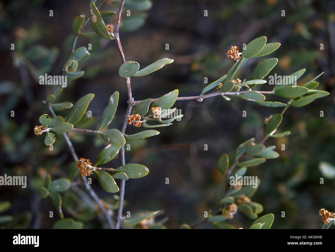 Jojoba plant hi-res stock photography and images - Alamy