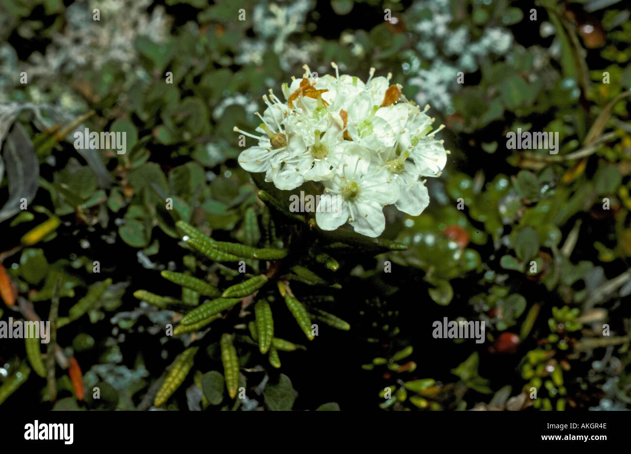 Labrador tea plant hi-res stock photography and images - Alamy