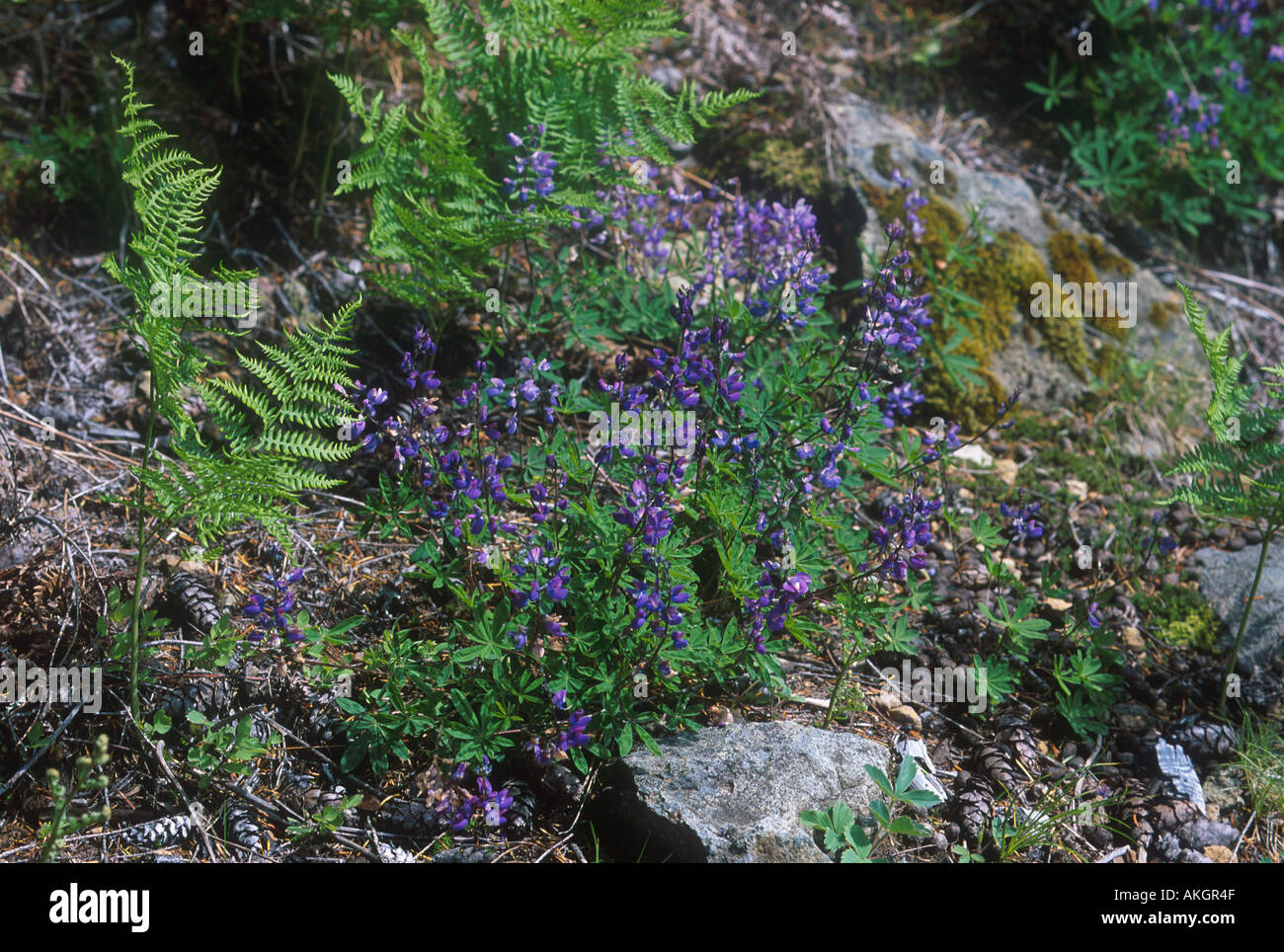 Broadleaf Lupin Lupinus latifolius Washington State USA Stock Photo - Alamy