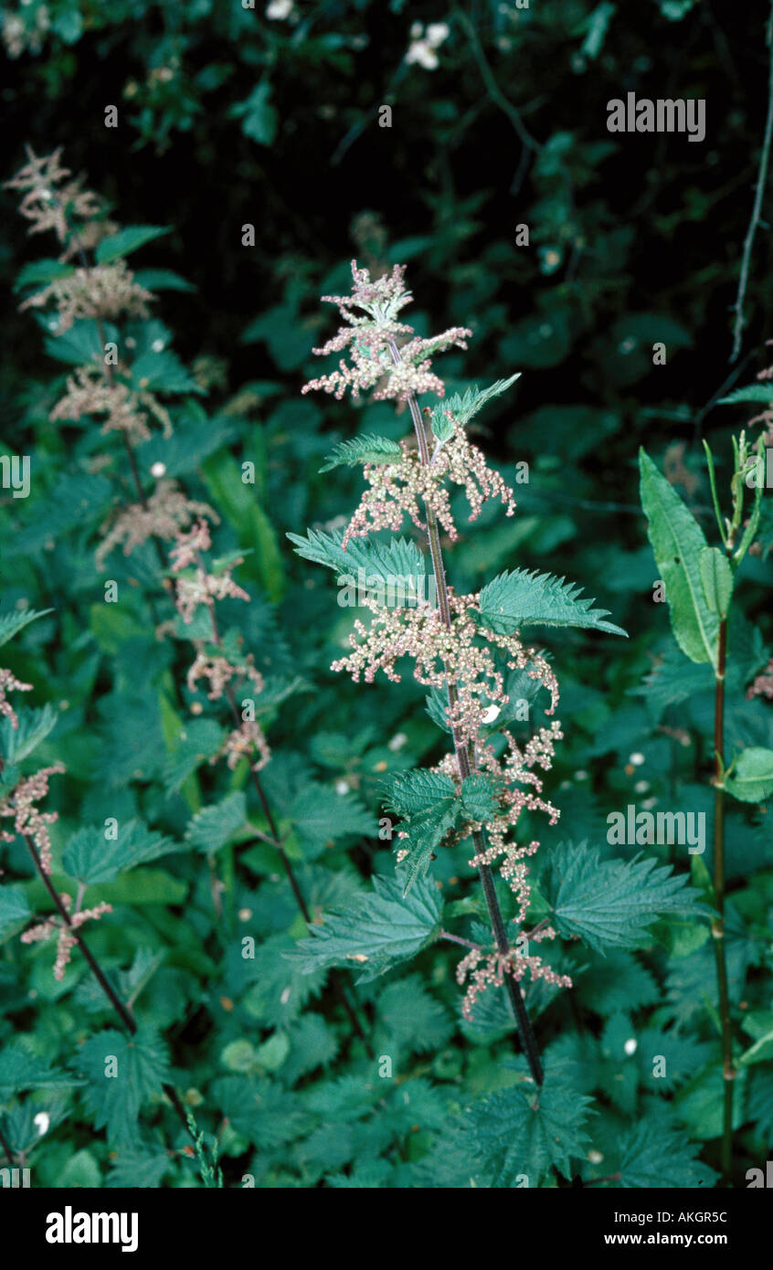 Stinging Nettle Urtica dioica Close up flowers Stock Photo - Alamy