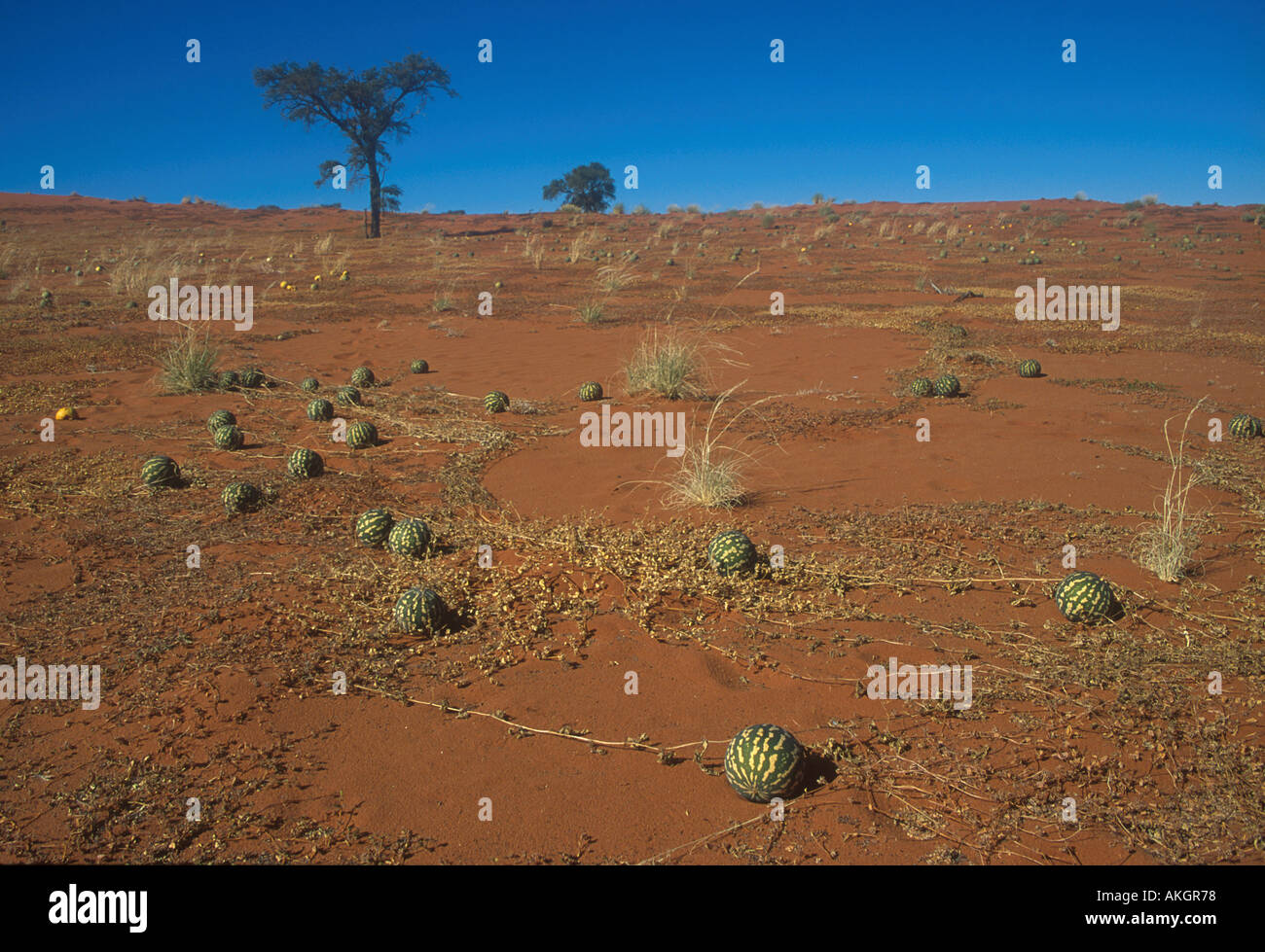 Tsama Melon Citrullus lanatus Fruit and runners Namib Desert Stock ...