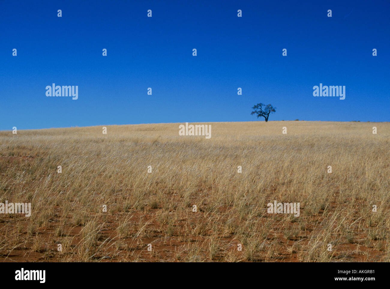 Camel Thorn Acacia In golden grass field Namibia Stock Photo - Alamy